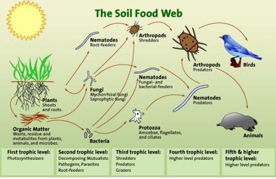 What Does Carbon Have to Do with Food Production, Floods and Climate ...